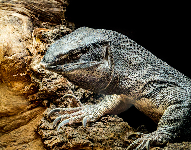 Black Throated Monitor Lizard - Steven Gotz on Fstoppers