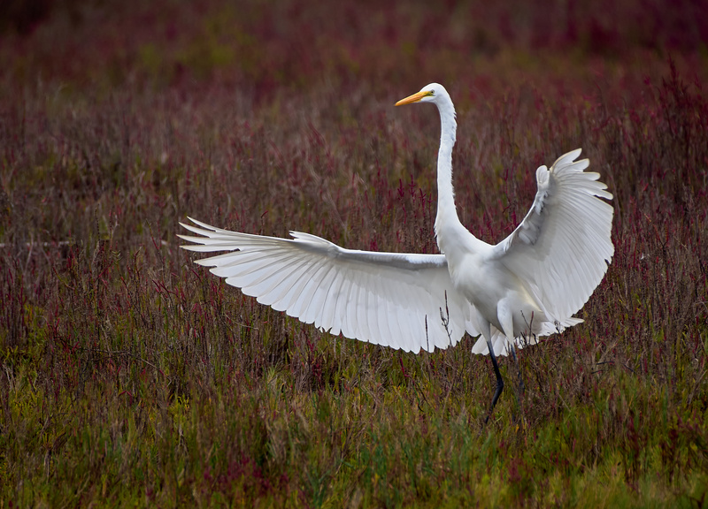 Dancing Great Egret - Frank Ginn on Fstoppers