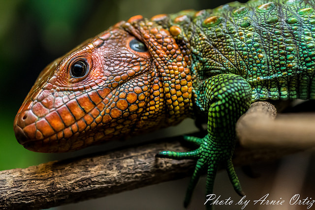 Posing Lizard - Arnie Ortiz on Fstoppers