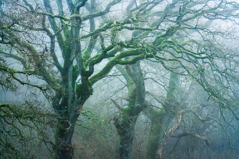 This Editing Trick Might Change How You Photograph Forests | Fstoppers