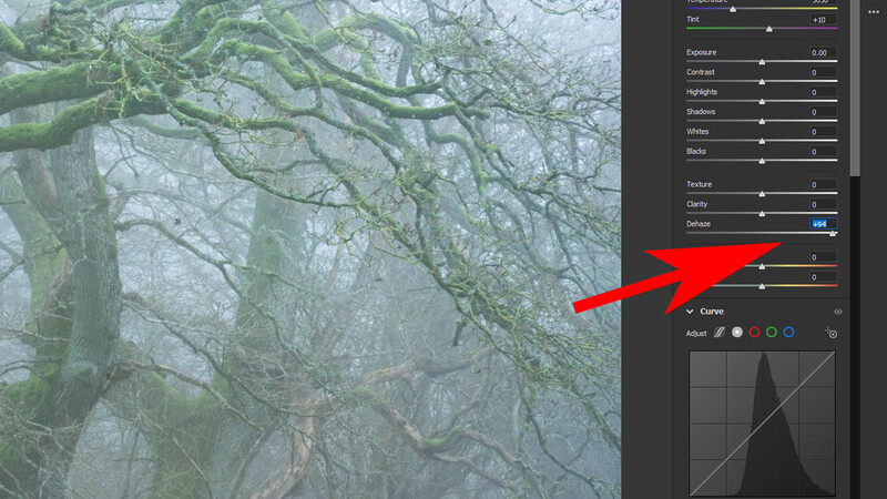 This Editing Trick Might Change How You Photograph Forests | Fstoppers
