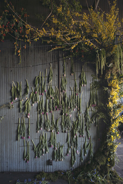 Beauty Blooms in Blight: Striking Photos Show Burst of Color in ...