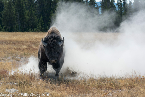 Wildlife Photography Turns Scary When Bison Charges at Photographer in ...