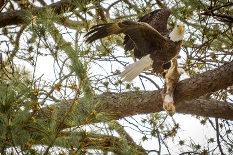 Amateur Photographer Captures Intense Mid-Air Battle Between Eagle and ...