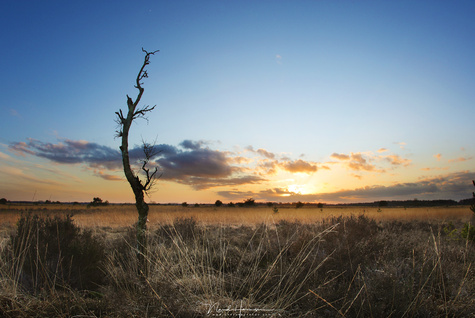 Playing With Focal Length and Manipulating the Background Without ...