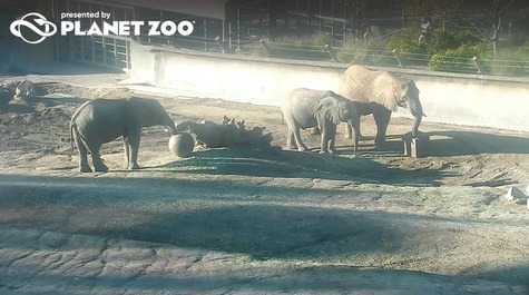 10 of the Most Interesting and Entertaining Live Cameras You Can Watch ...