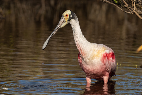 Incredible Bird Photography With the Sony 600mm f/4 GM and a7R IV ...