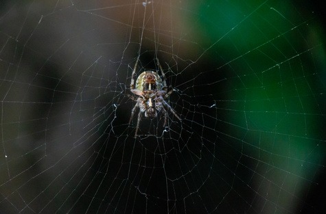 Macro Photography: What You Need to Know for Photographing the Smallest ...