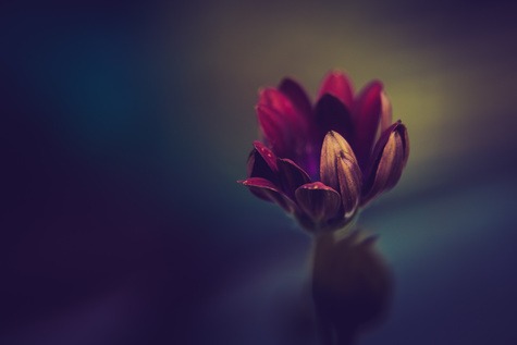 Sometimes, Small and Insignificant Is Perfect to Photograph | Fstoppers