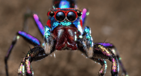 Amateur Photographer Captures World's 'Most Colorful' Spider | Fstoppers