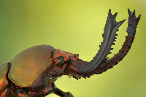 Photographer Turns His Fear of Bugs Into Passion for Shooting World's ...