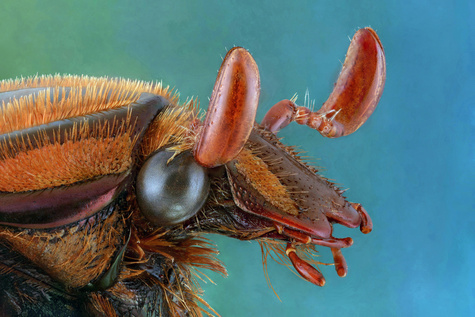 Photographer Turns His Fear of Bugs Into Passion for Shooting World's ...