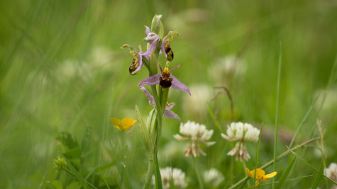 Improve Your Flower Photos With These 5 Tips | Fstoppers