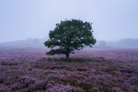 Heather Season Is Here, This Is How to Photograph It | Fstoppers