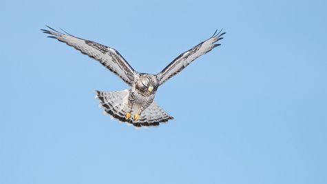 Tips for Filming Wildlife With Sony Alpha Cameras | Fstoppers