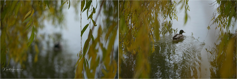 Which Photographer Is the Sony a7R V Intended For? A Critical Review | Fstoppers