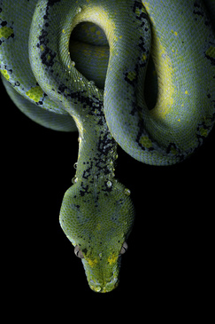 Green Tree Python - John Vander Ploeg on Fstoppers