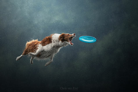 Flying furrbals: Poetry in motion - Chris Van Riel on Fstoppers