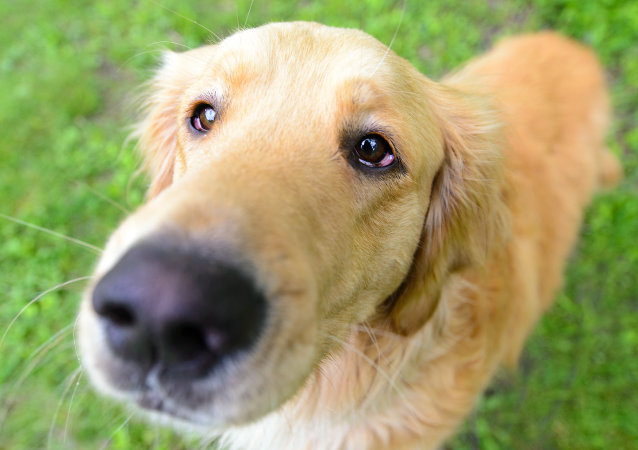 Three Reasons to Go Ultra Wide When Photographing Dogs Outdoors | Fstoppers