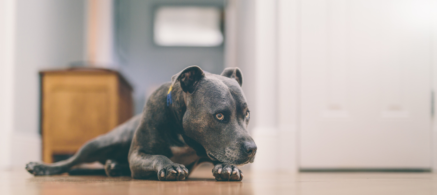 Choosing the Perfect Location for Your Dog Photography Session | Fstoppers