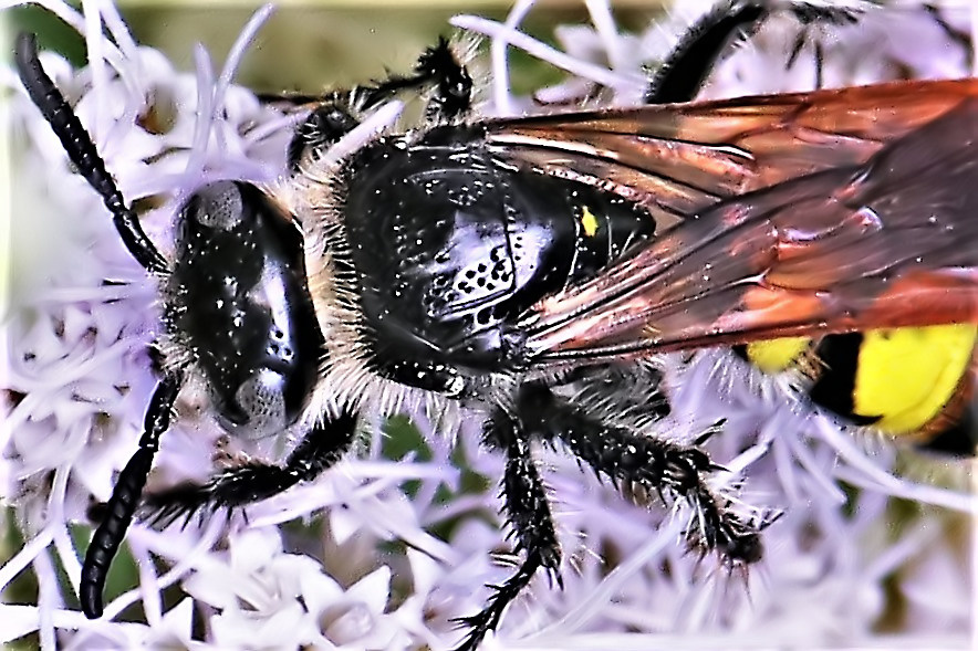Macro Bug Photography on a Budget | Fstoppers