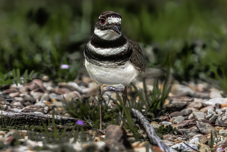 A Beginner's Guide to Choosing the Right Focal Length for Photos ...