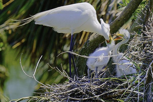 Sigma’s New 300-600mm Lens Could Replace Your Prime | Fstoppers