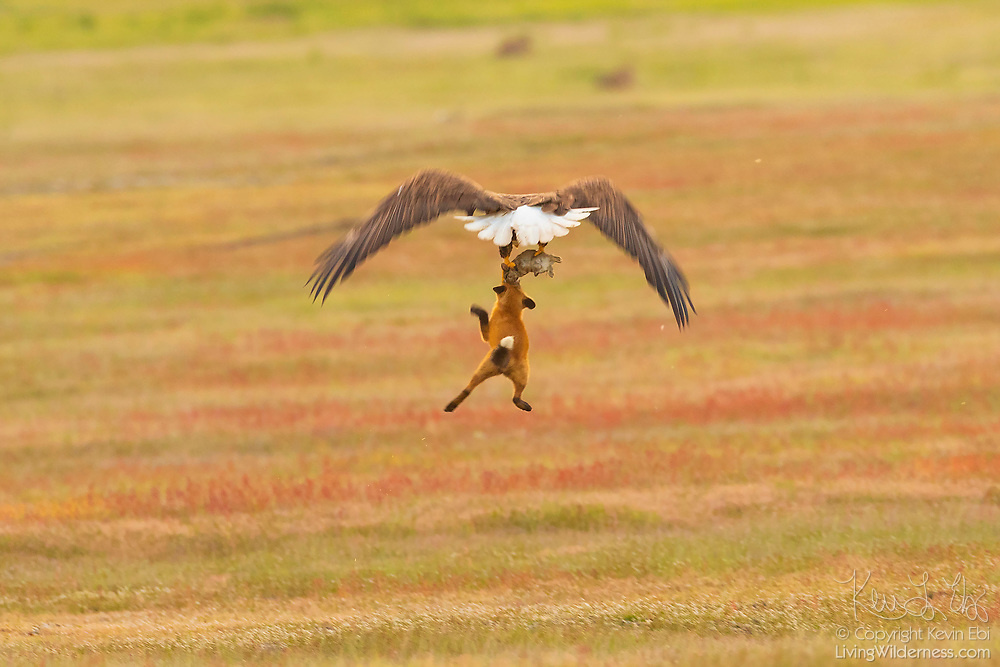 Eagle Battles Fox in Midair During 'Dramatic Act of Thievery' | Fstoppers