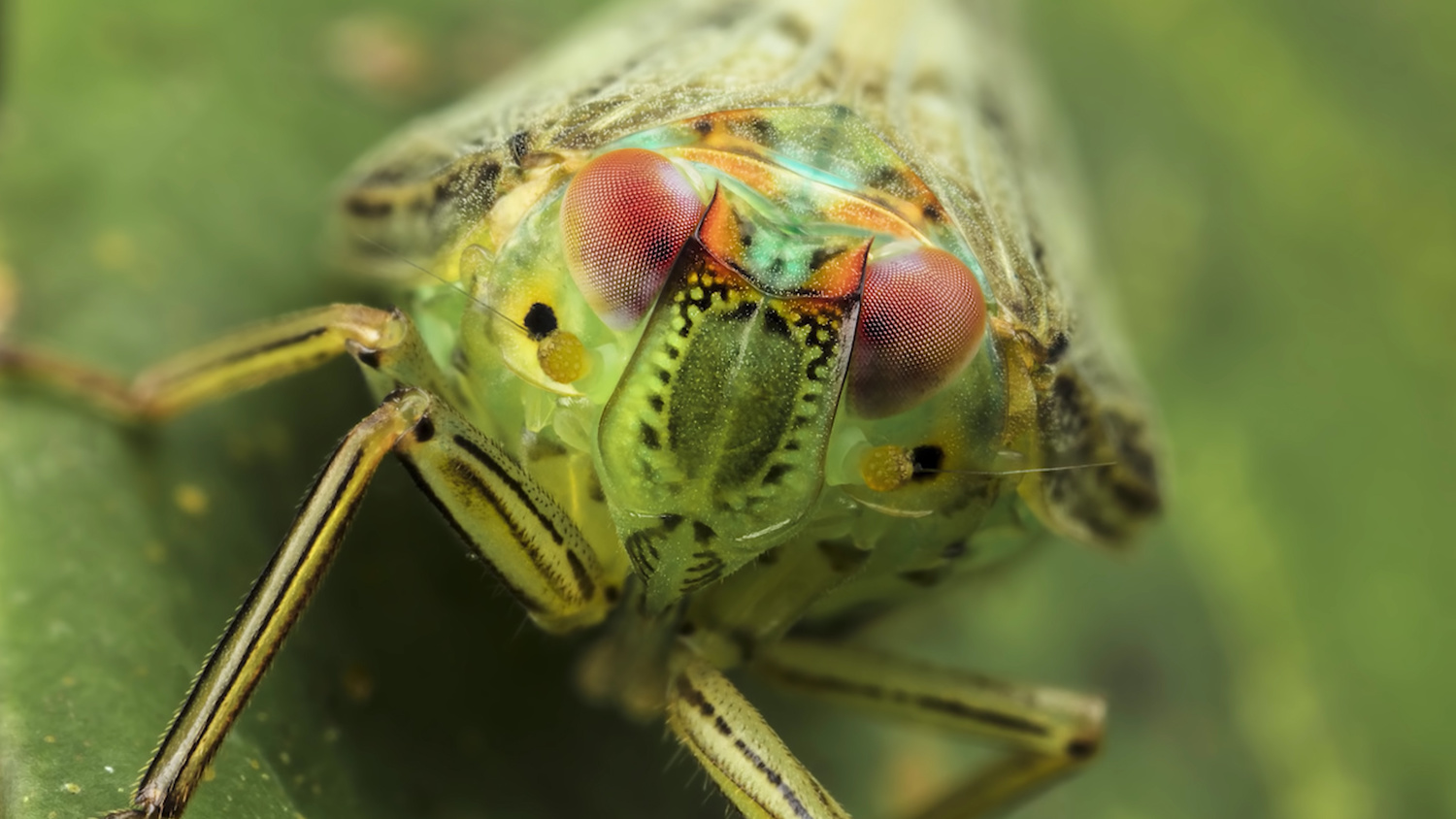 How To Use Any Lens For Macro Photography Fstoppers How To Use Any Lens For Macro Photography Fstoppers