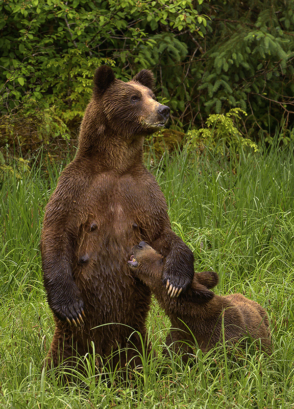 Switching to Mirrorless? A Wildlife Photographer's View: Michelle ...