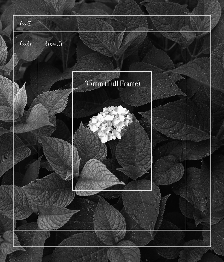 A Primer to Shooting Film in 2020: Format and Camera Options | Fstoppers