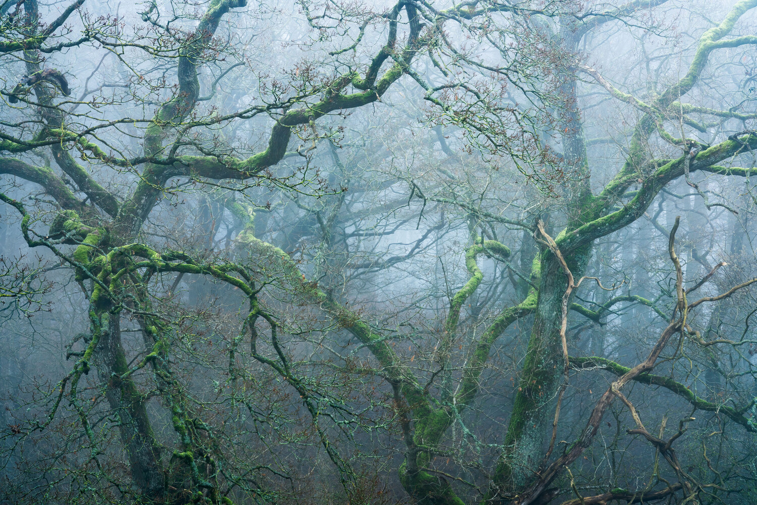 This Editing Trick Might Change How You Photograph Forests | Fstoppers