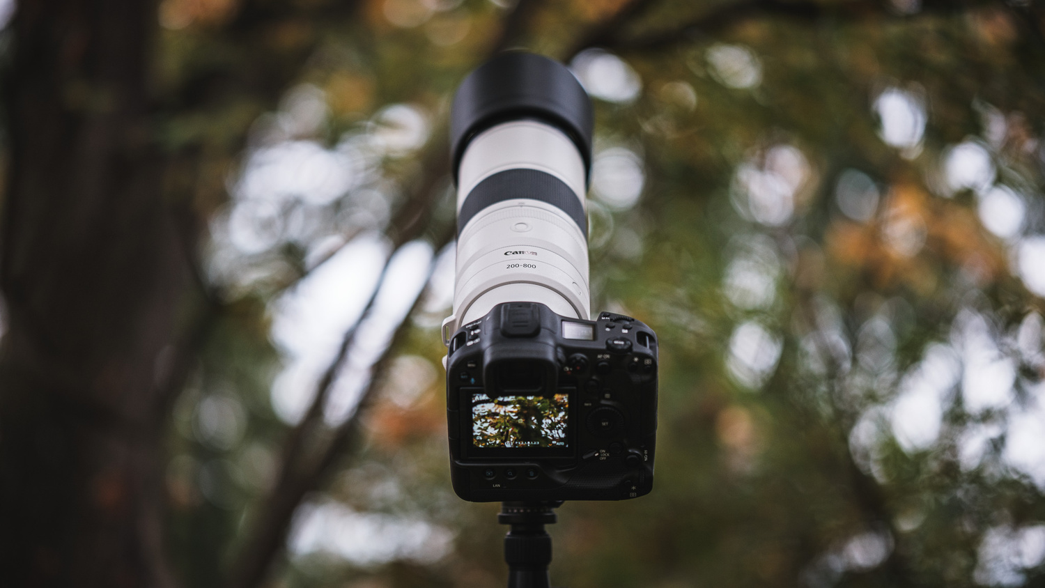 The Ultimate Aerial and Wildlife Lens? We Review the New Canon RF 200 ...