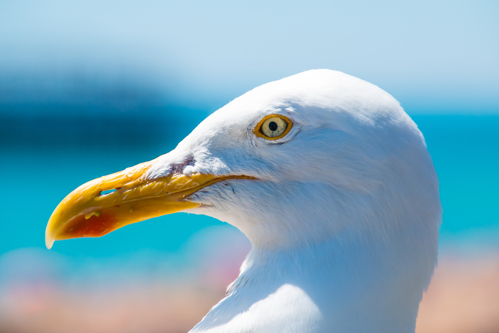 Profile of a Seagull - Olivier Verbiest on Fstoppers