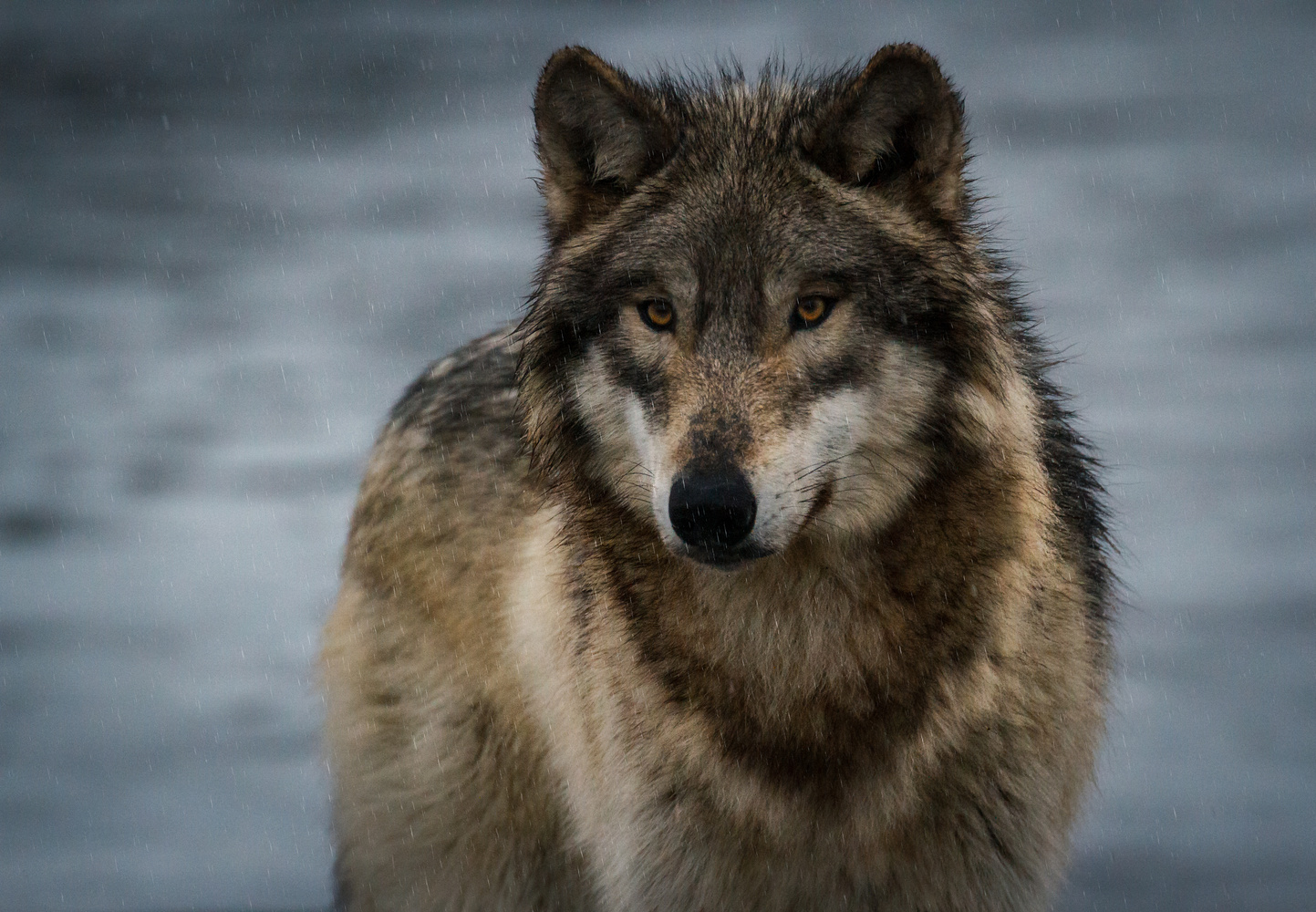 Wet Wolf in Ice - Troy Marcy on Fstoppers