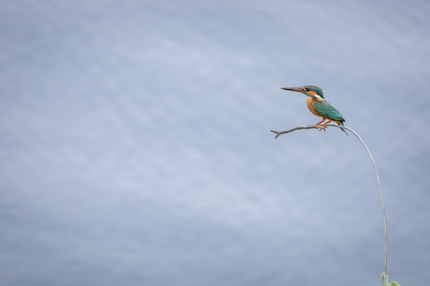 Common Kingfisher - Vivek Doshi on Fstoppers