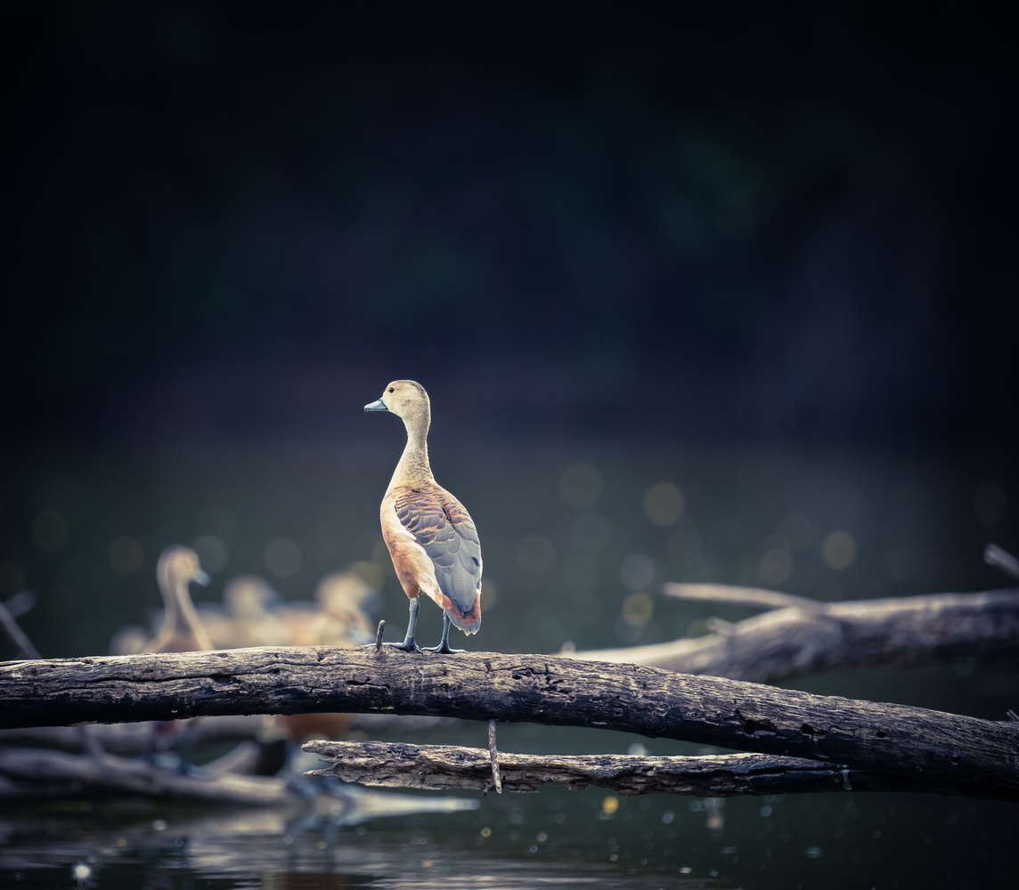 Whistling duck by Vivek Doshi | Fstoppers