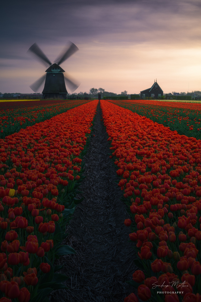 A Tulip Tapestry - SANDEEP MATHUR on Fstoppers