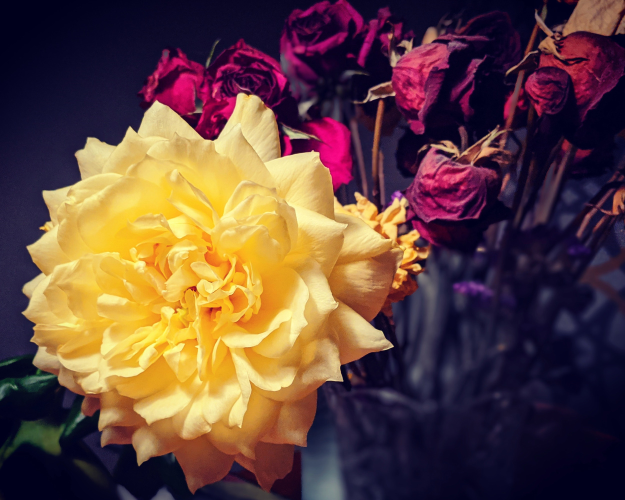 Roses #3 - Seth Derrick on Fstoppers