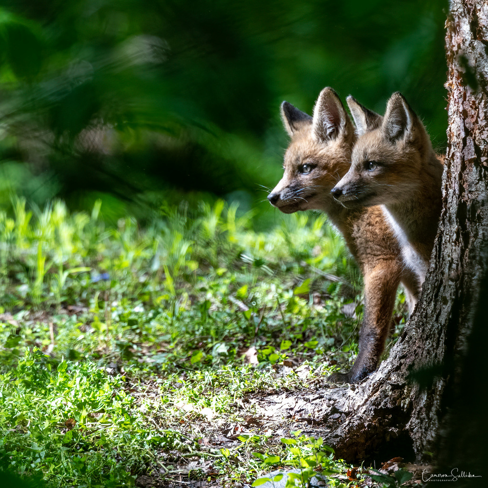 Fox Siblings - Cameron Sullivan on Fstoppers