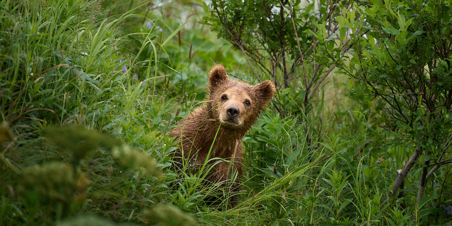 Curious Cub - Jonathan Gardner on Fstoppers