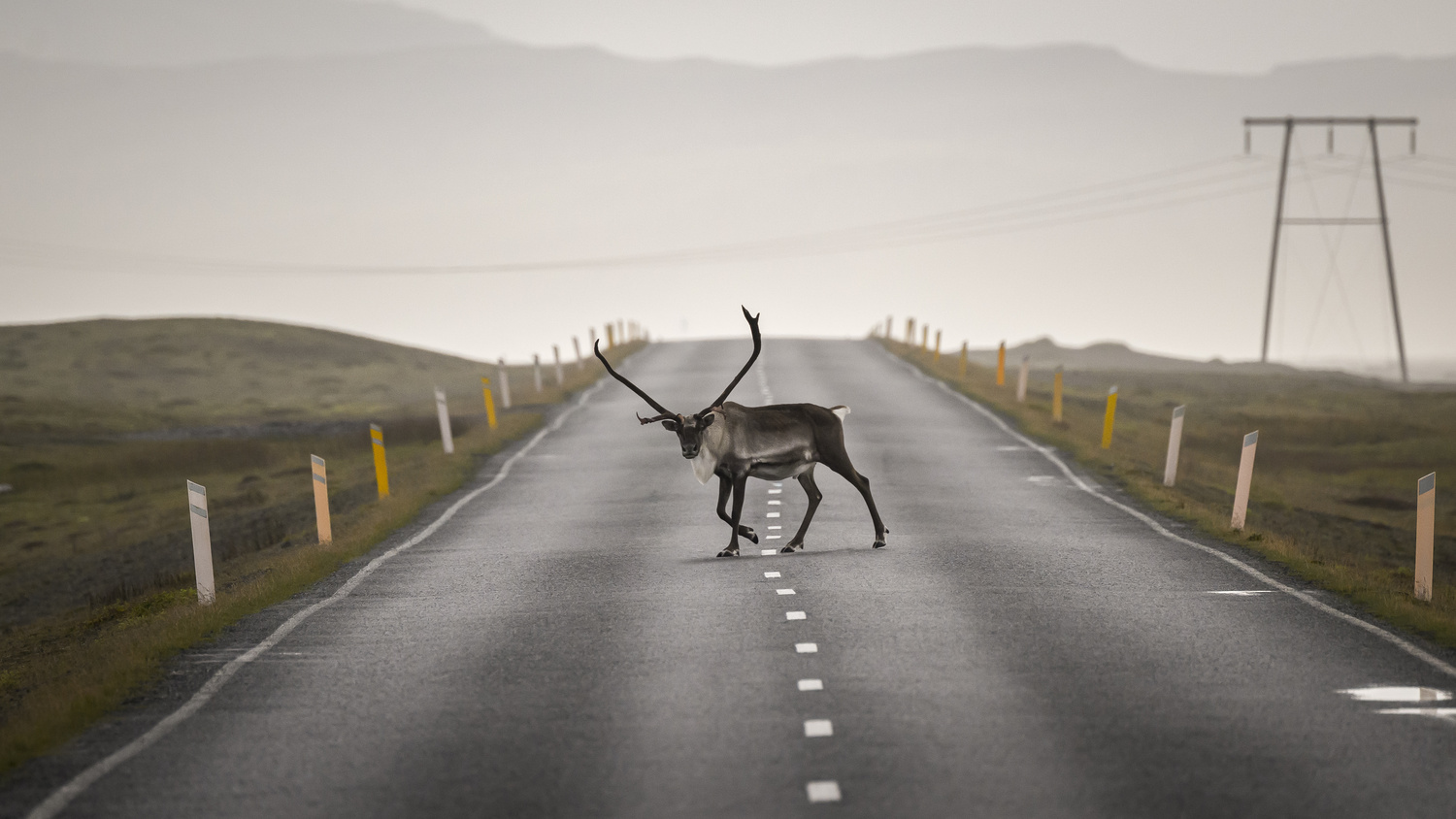 Reindeer in Iceland - Jeff Ashworth on Fstoppers