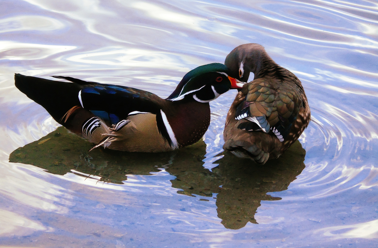 Love Ducks - Gail Jordan on Fstoppers