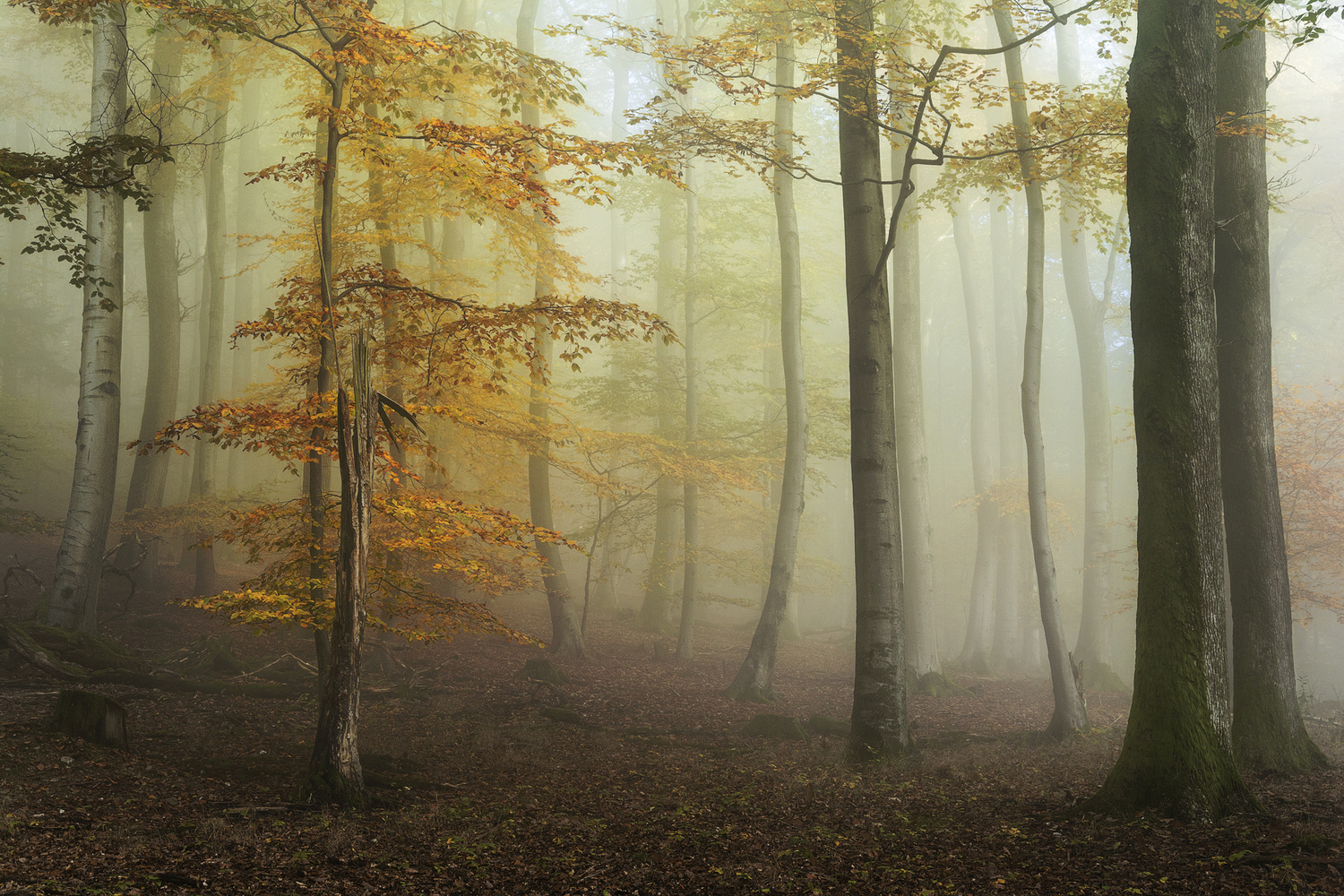 Forest shots, fire away! - Landscape and Nature Photography on Fstoppers