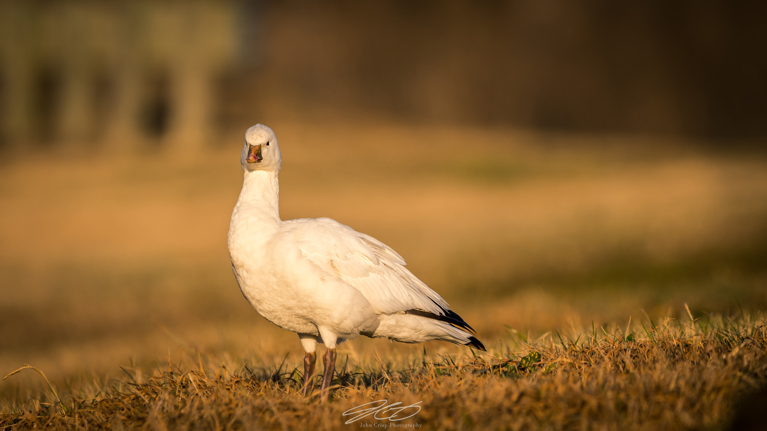 Texas Snow Goose - John Crisp on Fstoppers