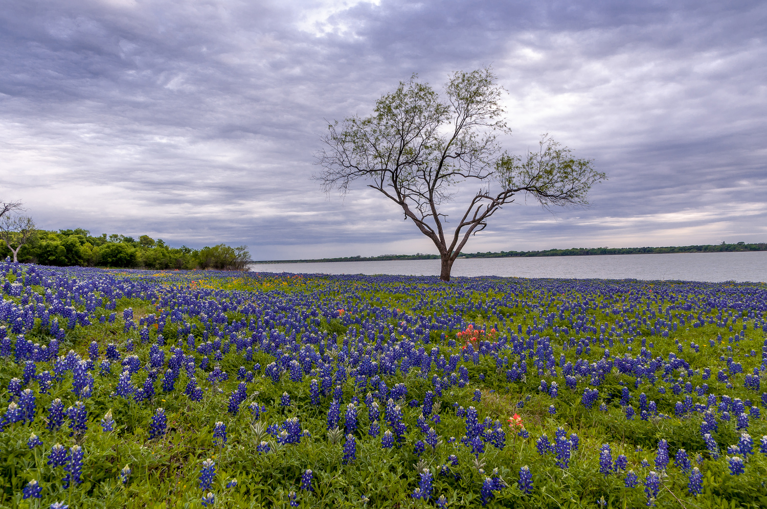 Texas Blue Bonnets - John Crisp on Fstoppers