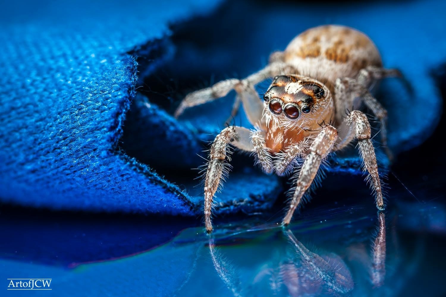 Jumping Spider macro - Jonathan Willner on Fstoppers