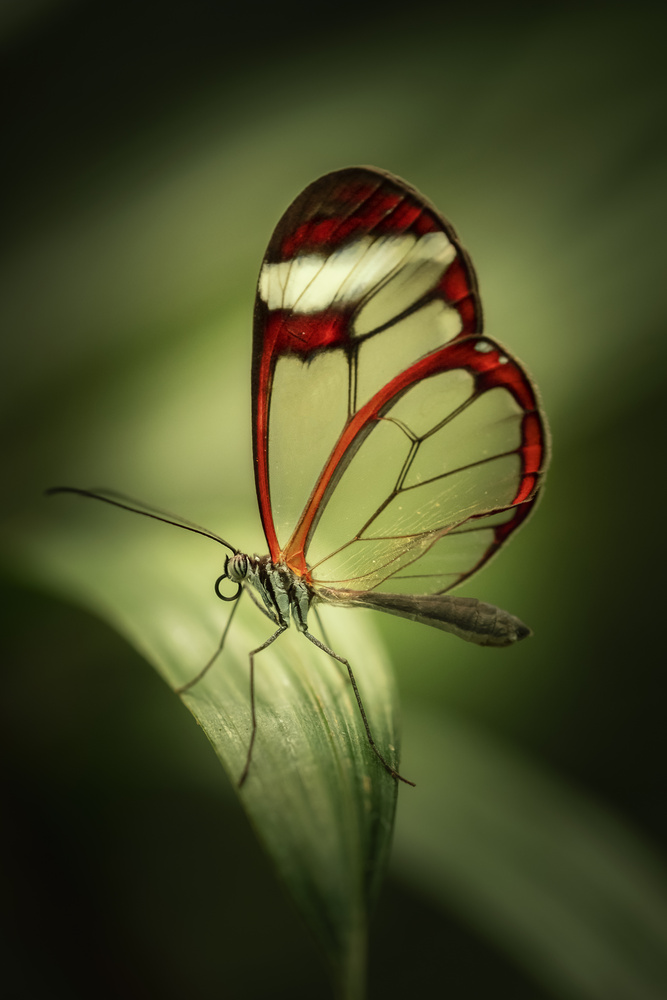 The Invisible Butterfly - Aritz Atela on Fstoppers