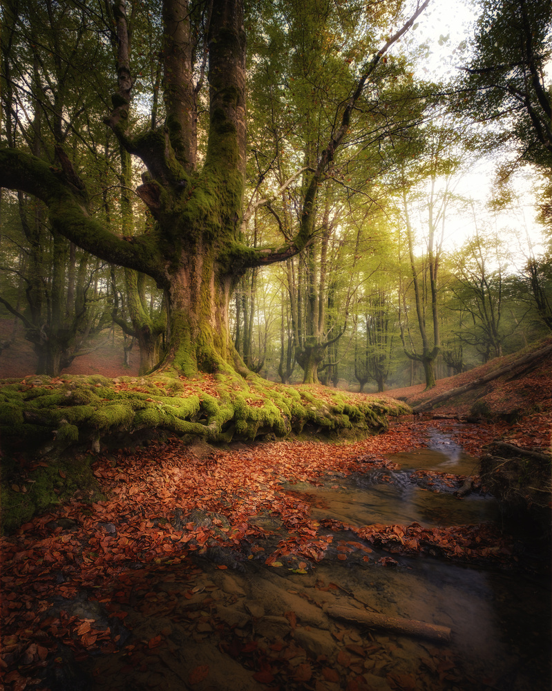 Autumn Roots - Aritz Atela on Fstoppers