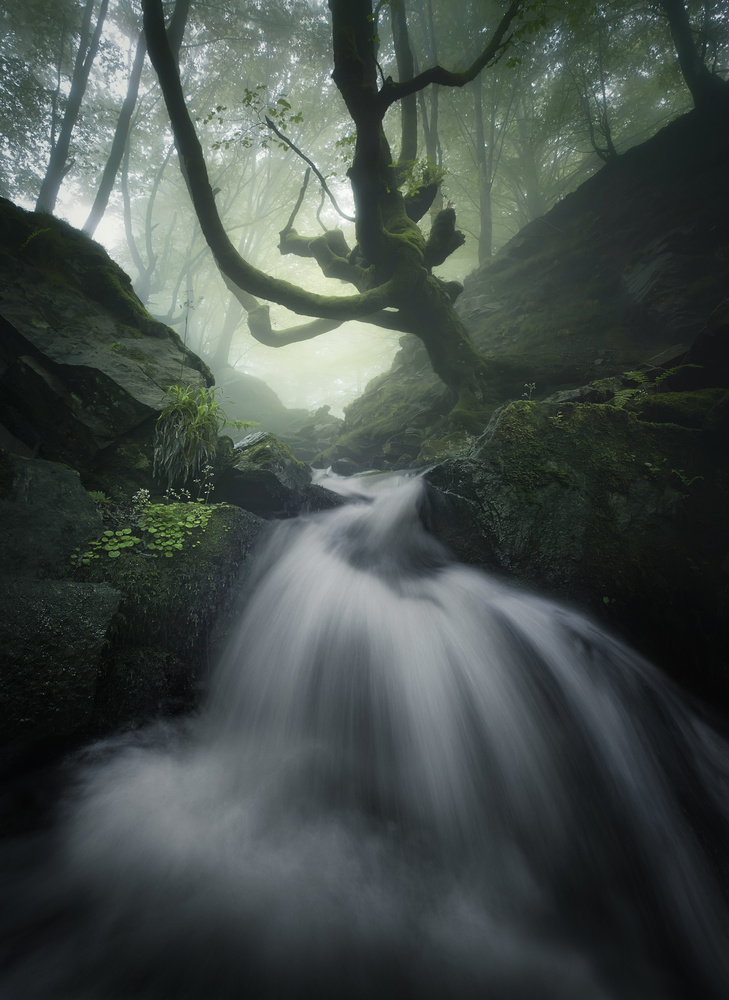 The Ancient Tree - Aritz Atela on Fstoppers
